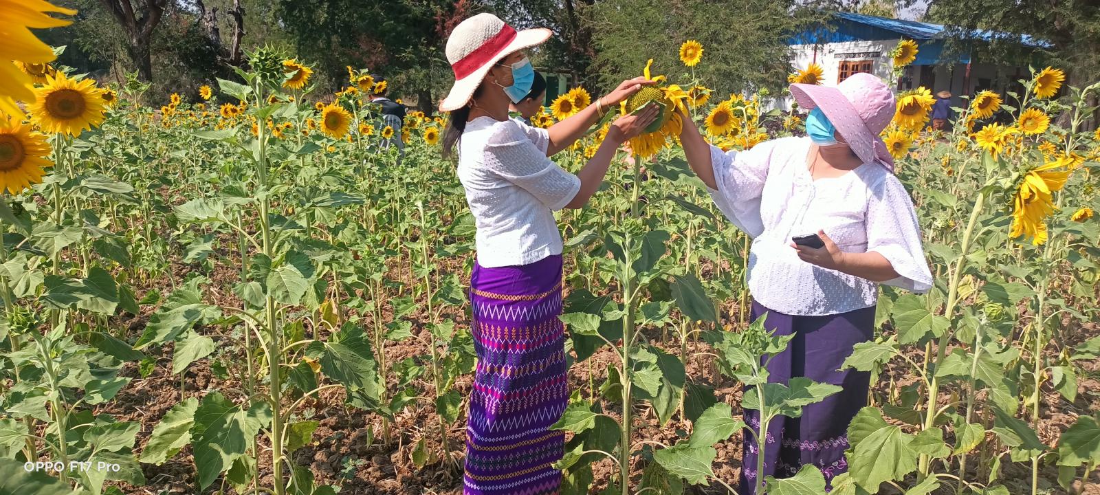 နတ်မောက်မြို့နယ် စိုက်ပျိုးရေး ဦးစီးဌာနတွင် စပ်မျိုးနေကြာ ဝတ်မှုံကူးခြင